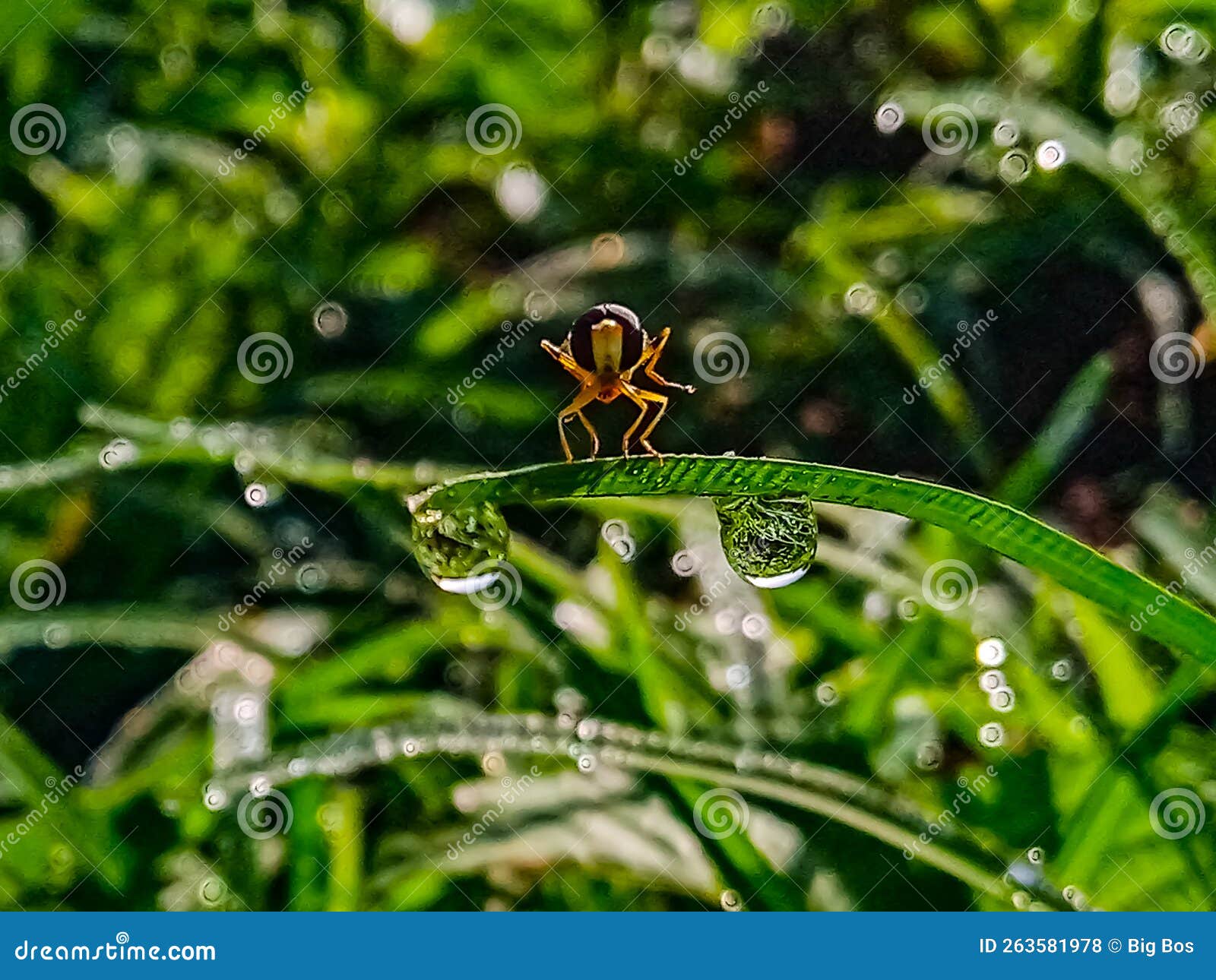 Bug on a dewy morning stock photo. Image of morning - 263581978