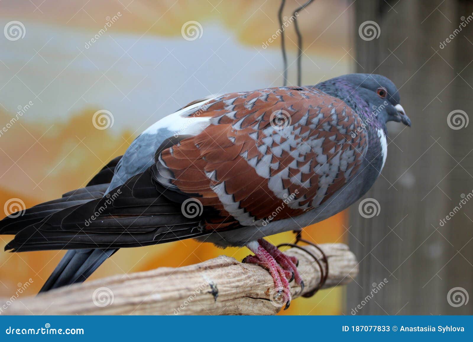 Bug dove sit on the branch stock image. Image of small - 187077833