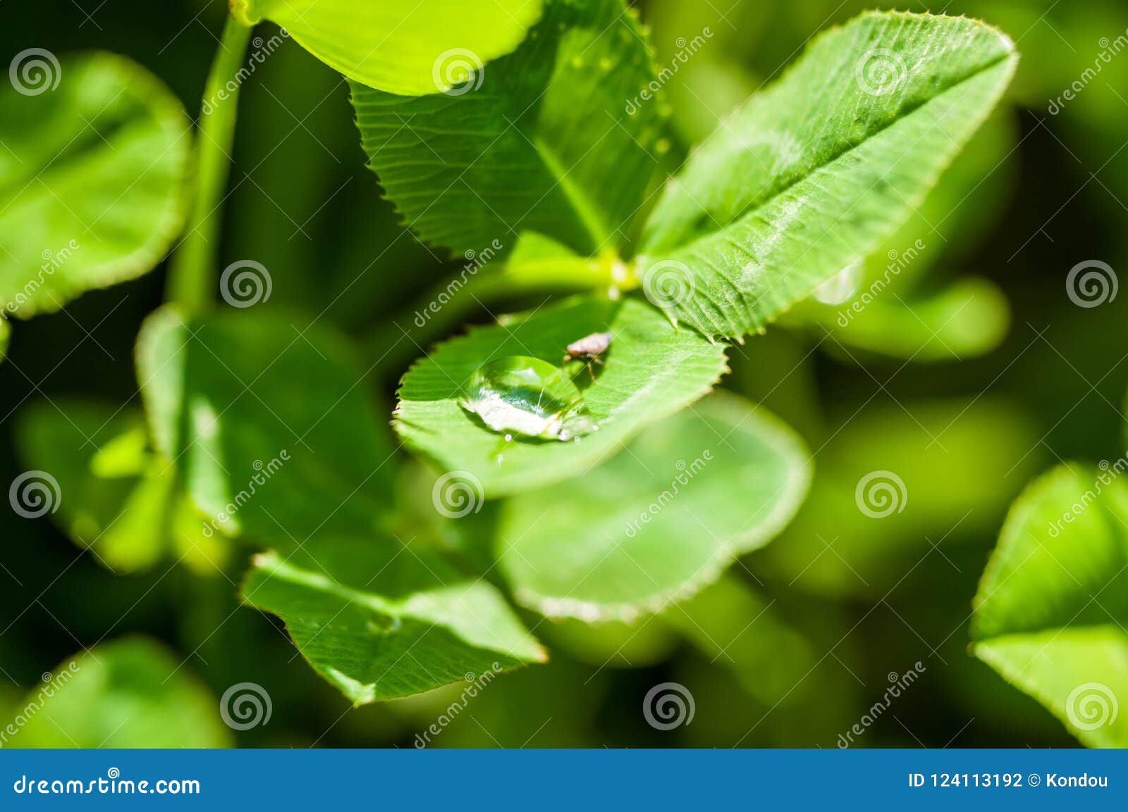 Bug Drinking from a Drop of Water on the Green Grass after the Rain ...