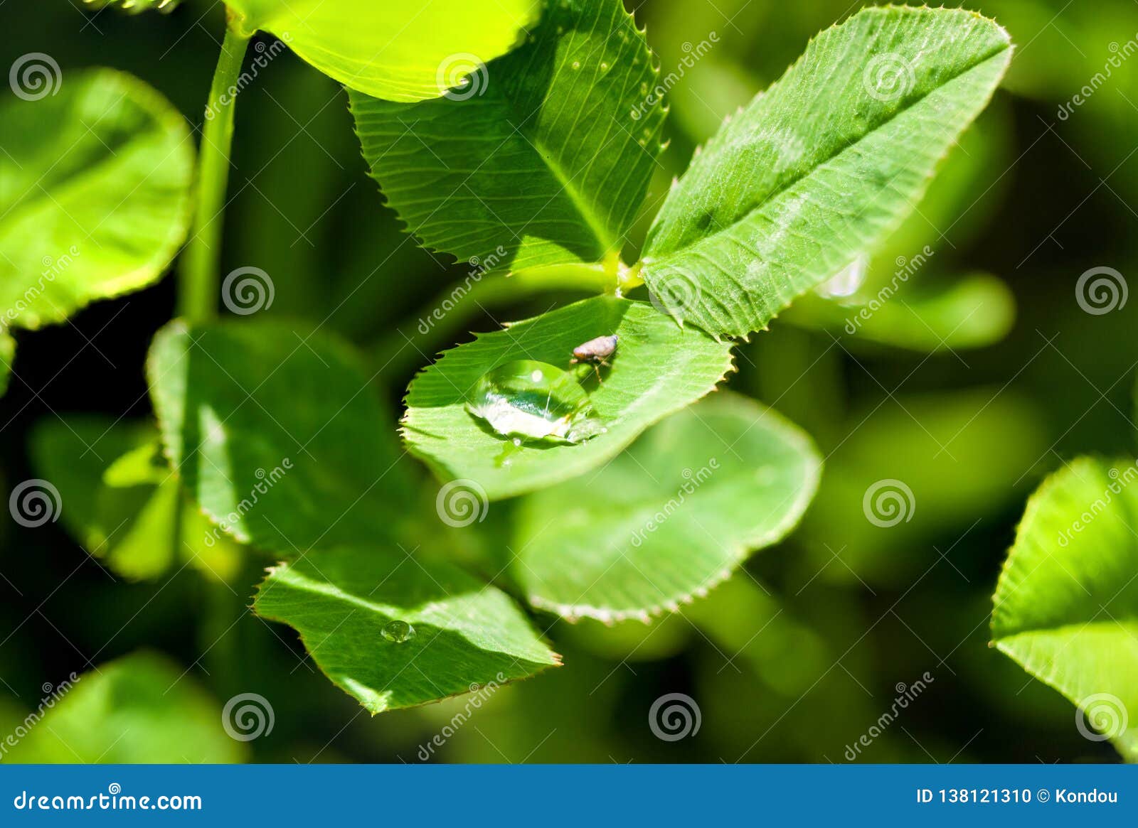 Bug Drinking from a Drop of Water on the Green Grass after the Rain ...