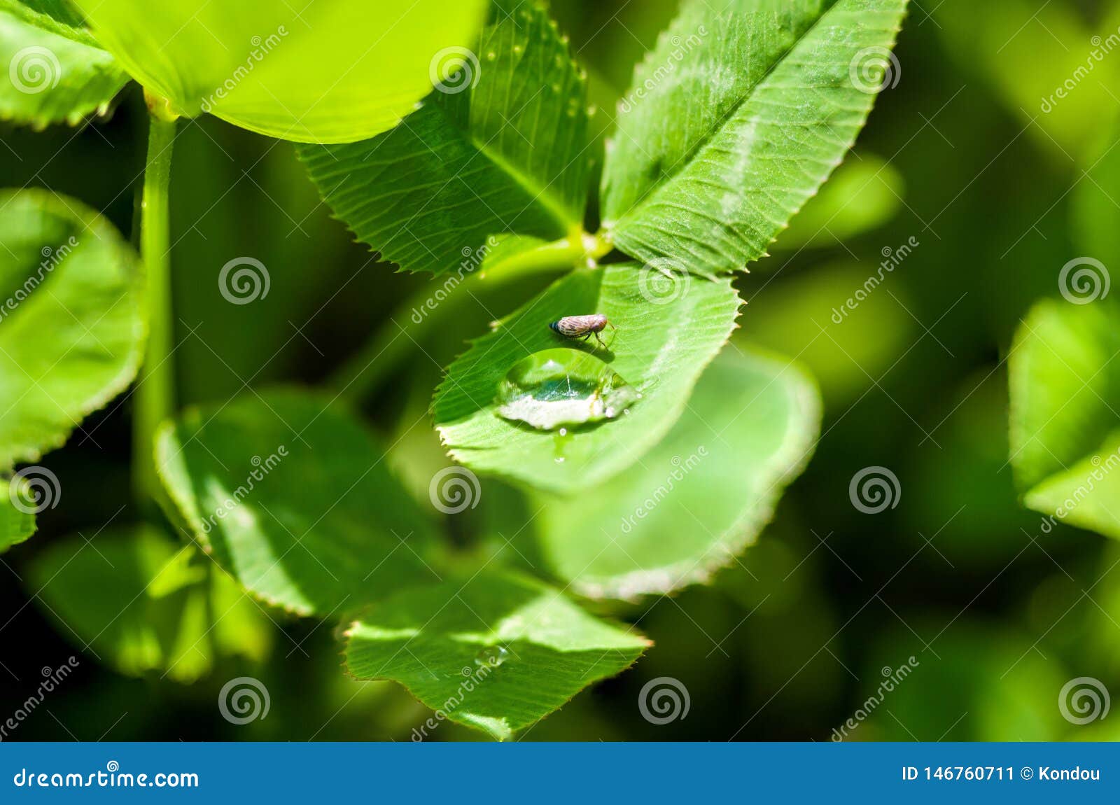 Bug Drinking from a Drop of Water on the Green Grass after the Rain ...