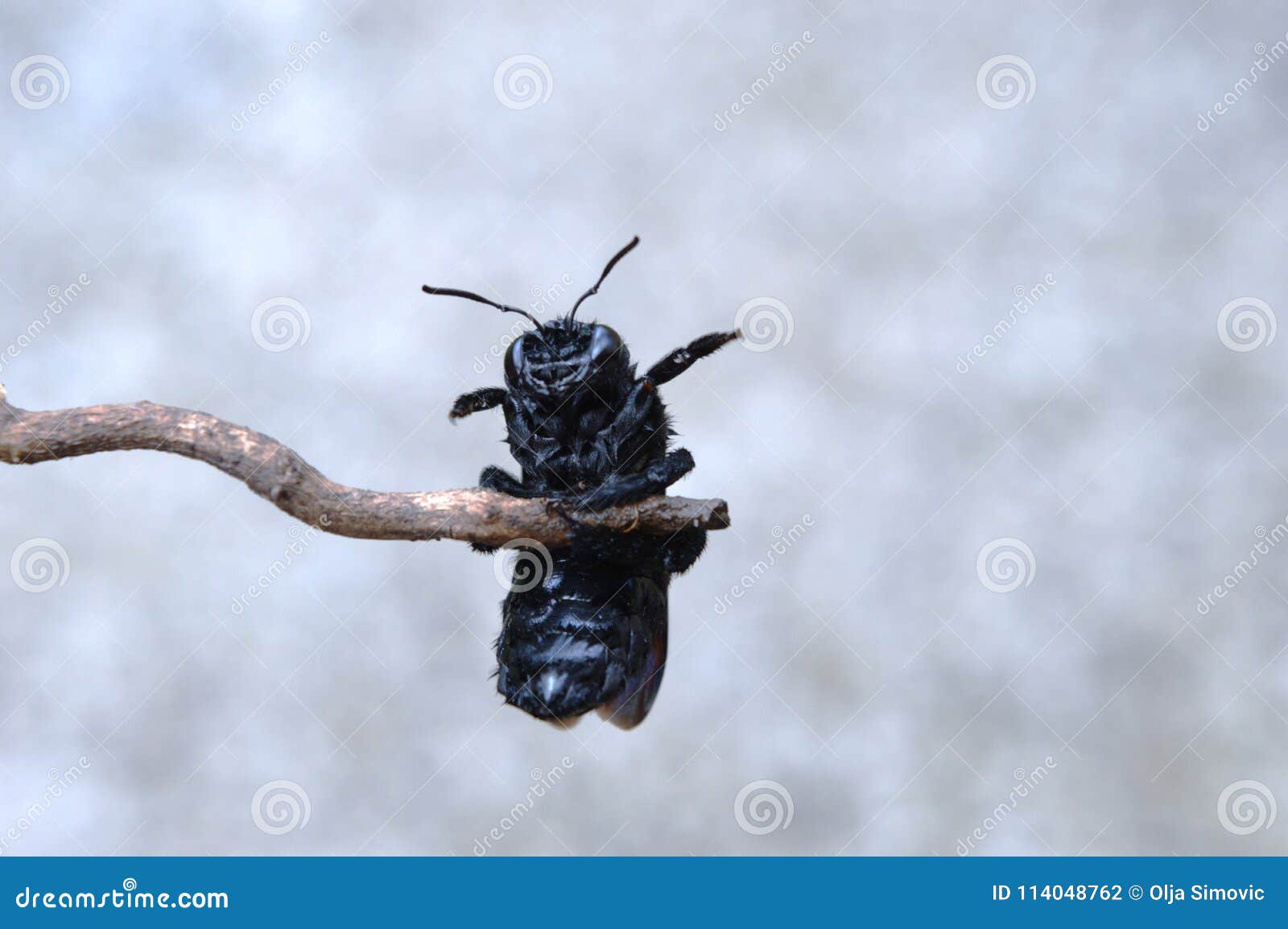 Bug on the dry branch stock photo. Image of color, insect - 114048762