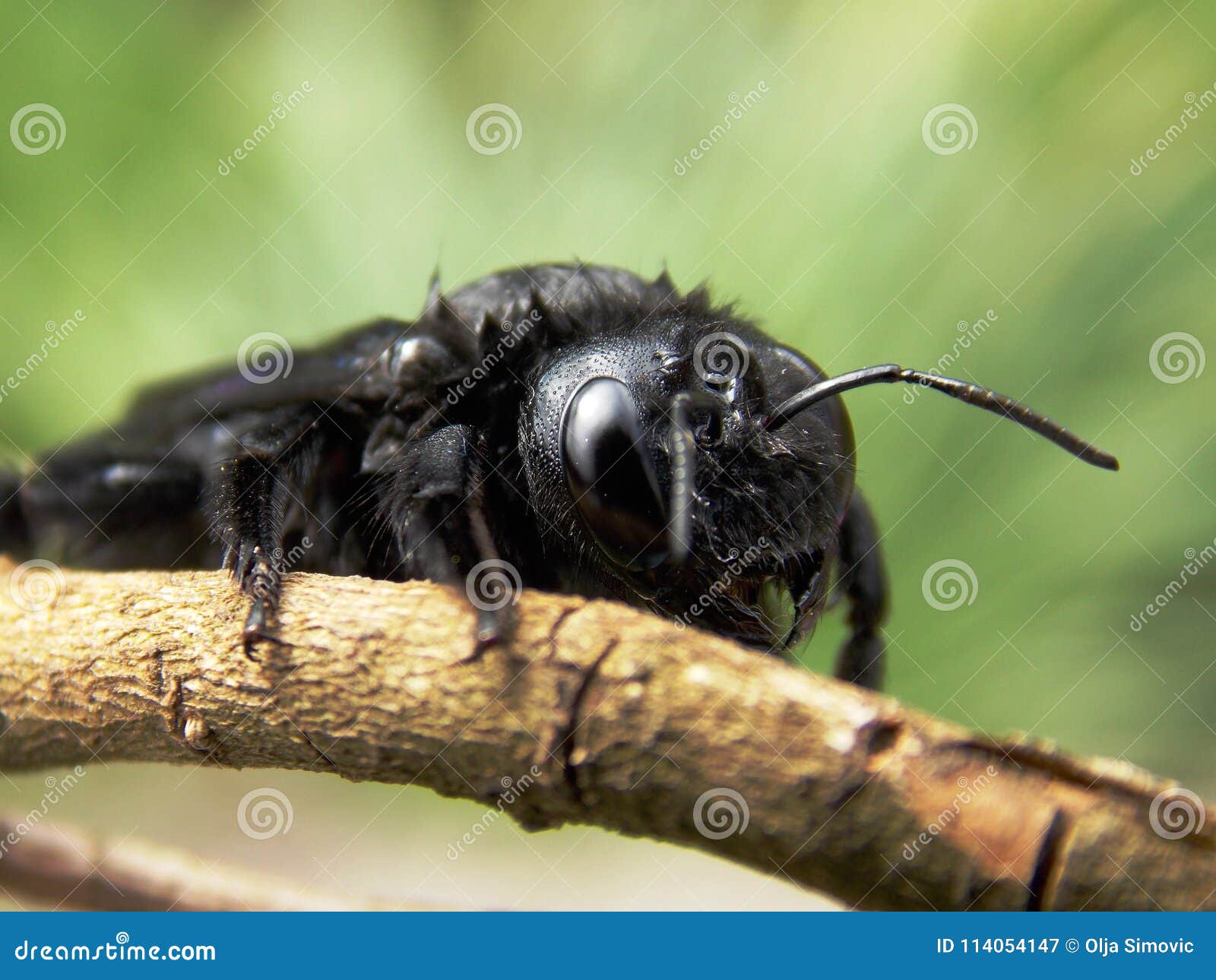 Bug on a dry branch stock image. Image of plant, insect - 114054147