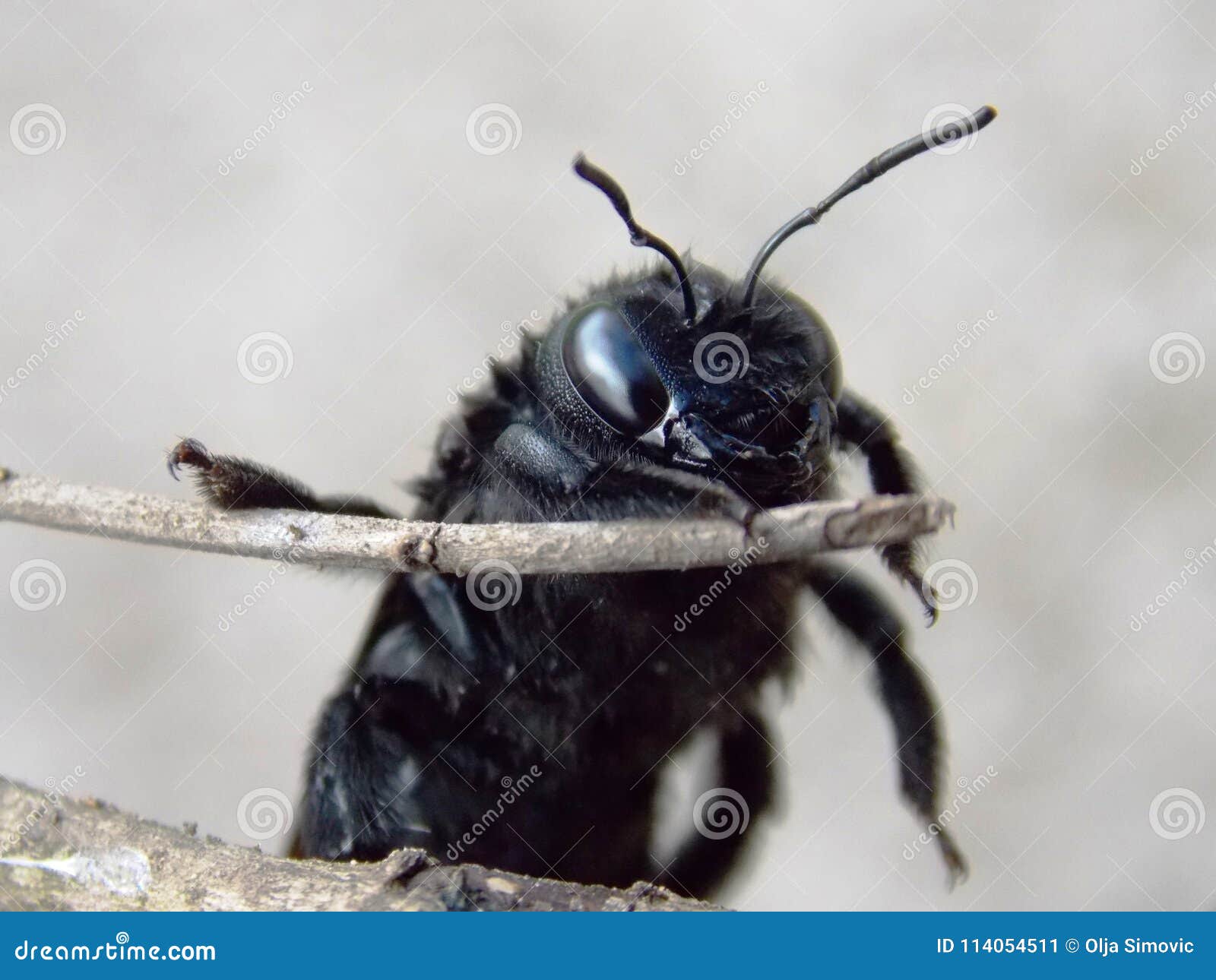 Bug on a dry branch stock image. Image of insect, macro - 114054511