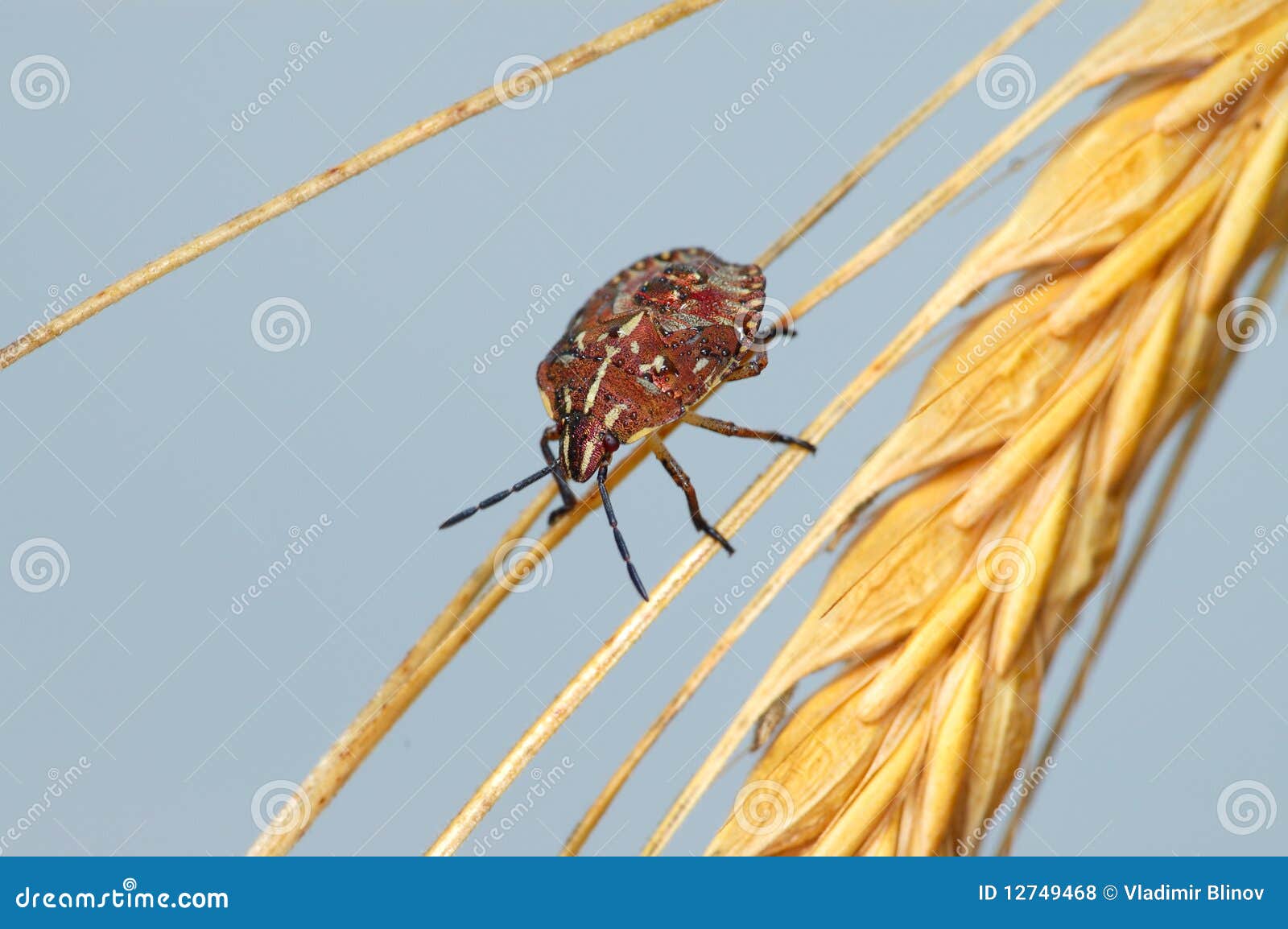 Bug in the ear stock photo. Image of yellow, natural - 12749468
