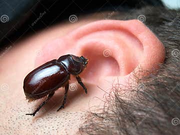 Bug in the ear stock photo. Image of arthropod, hole - 15326472