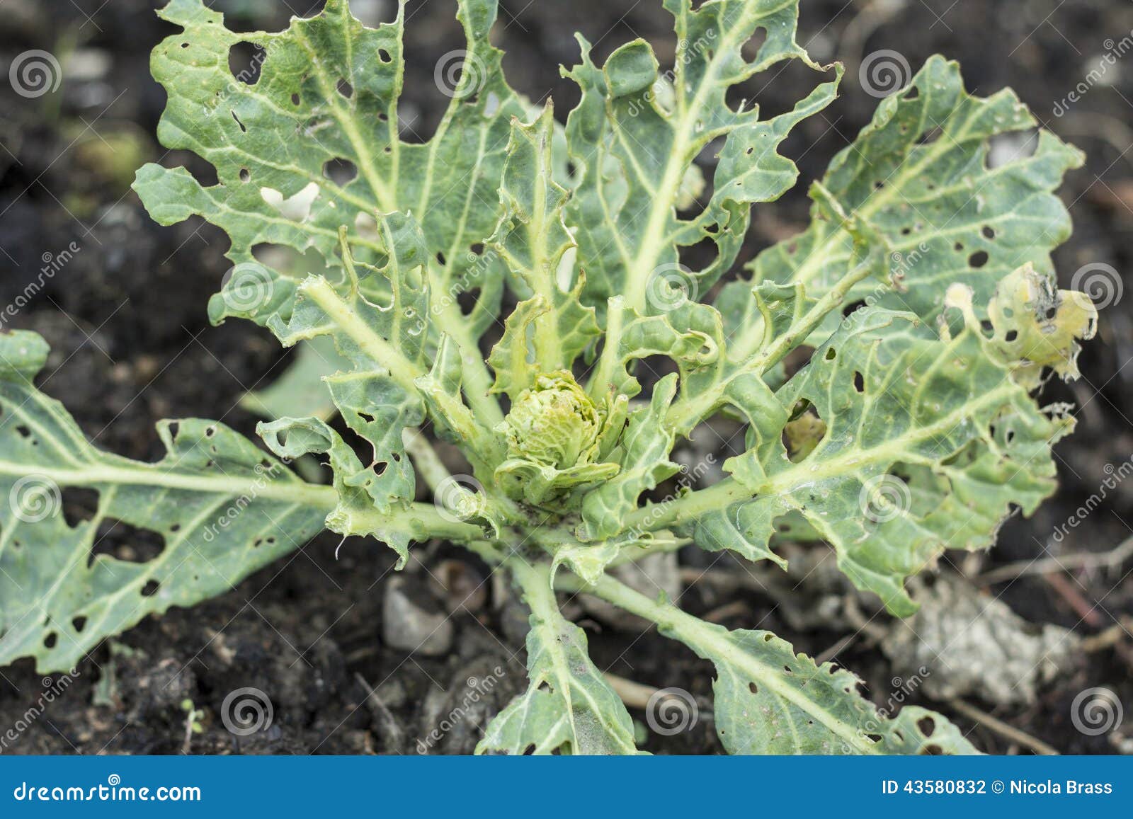 Bug eaten cabbage stock photo. Image of eaten, bugs, nutrition - 43580832