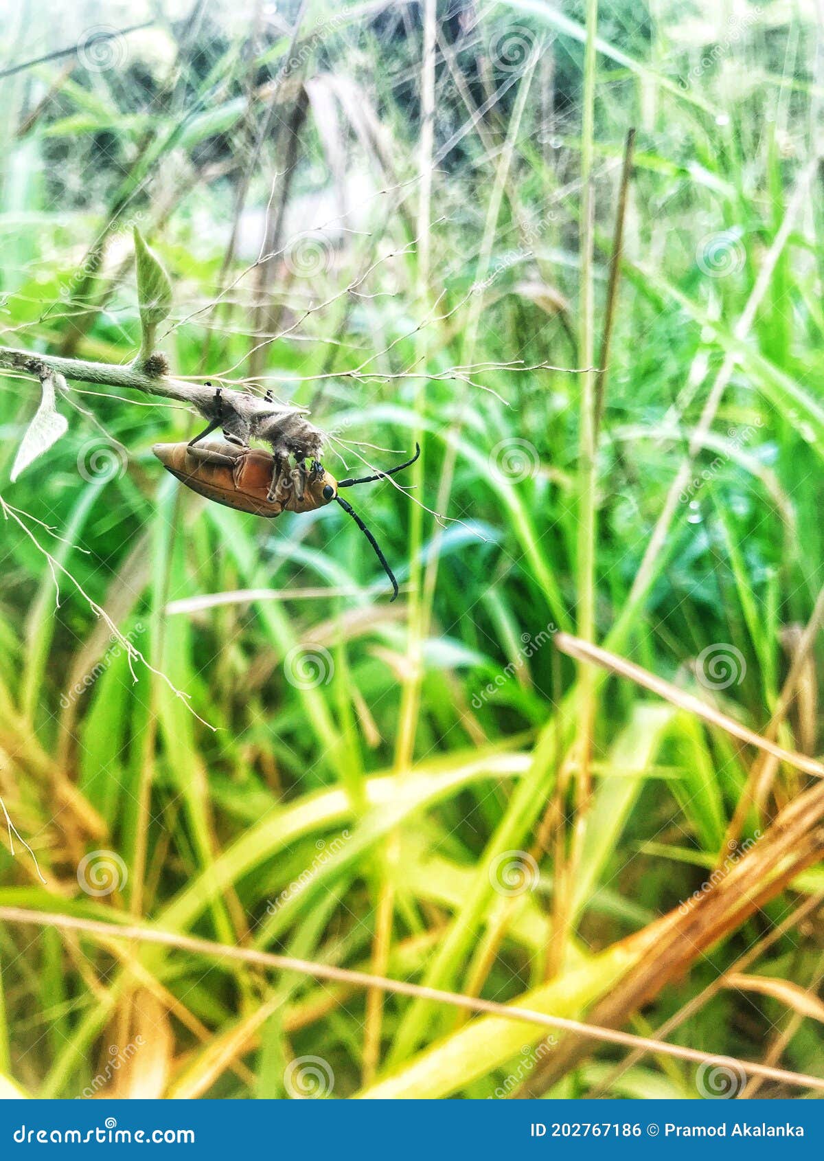 A Bug is eating grass. stock photo. Image of lawn, insect - 202767186