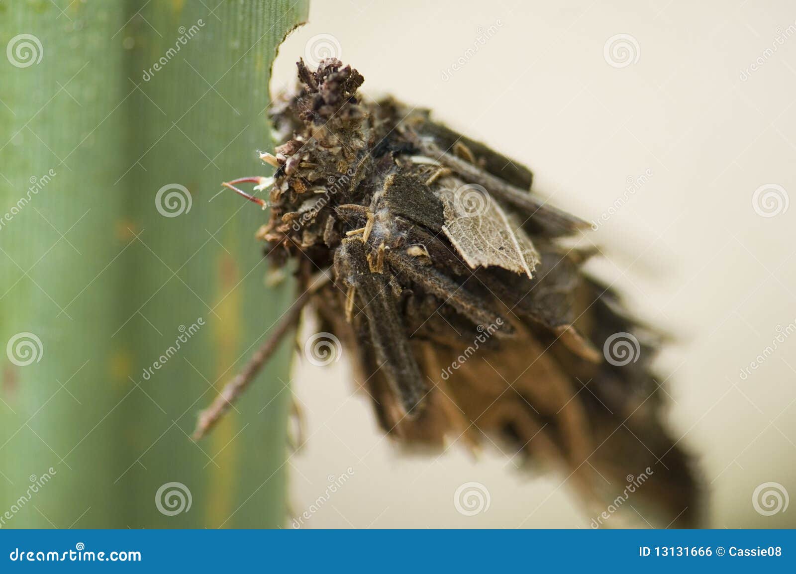 Bug eating leaf stock photo. Image of flora, details - 13131666