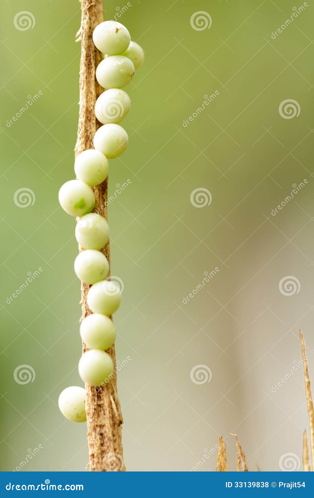 Bug egg stock photo. Image of hatching, white, butterfly - 33139838