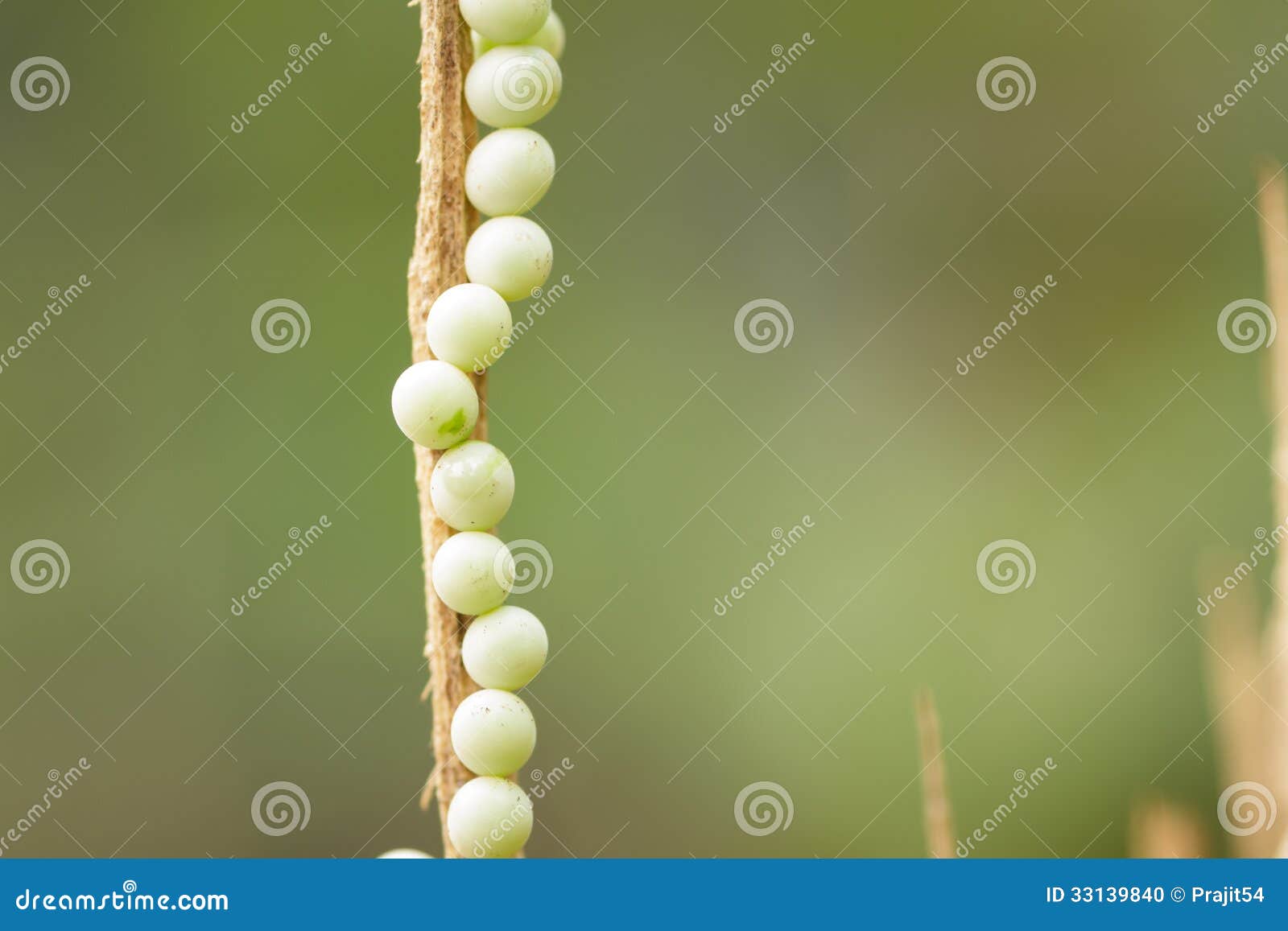 Bug egg stock photo. Image of lepidoptera, breed, capsule - 33139840
