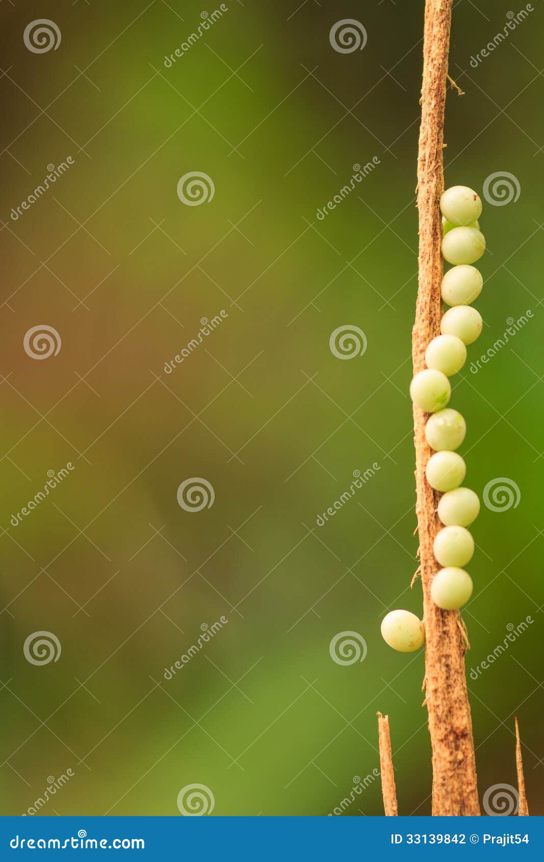 Bug egg stock photo. Image of nature, born, life, animal - 33139842