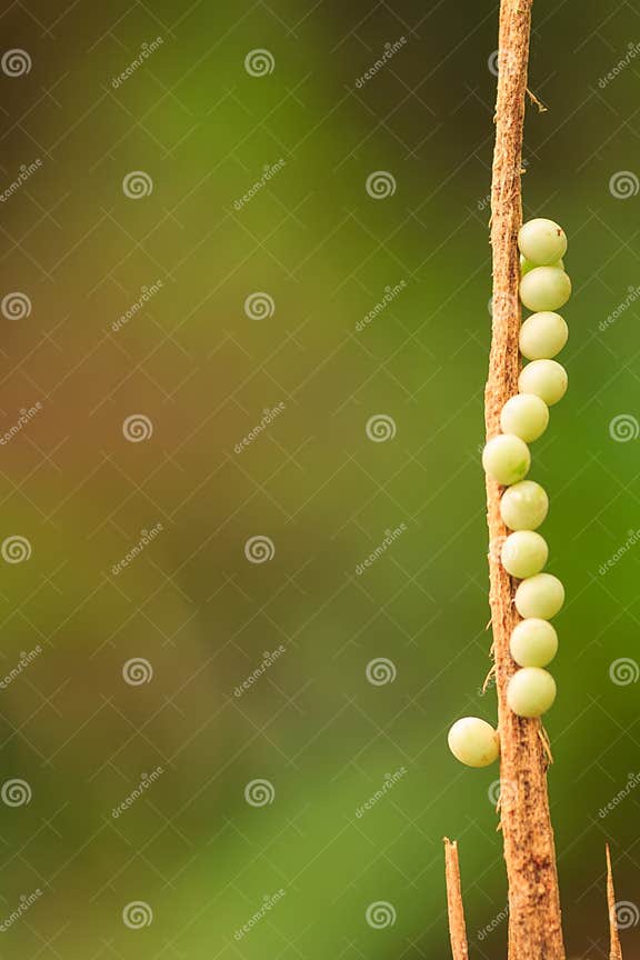 Bug egg stock photo. Image of nature, born, life, animal - 33139842
