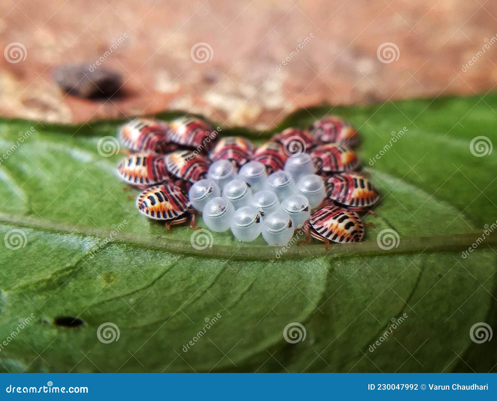 Bug and the eggs stock photo. Image of eggs, insect - 230047992
