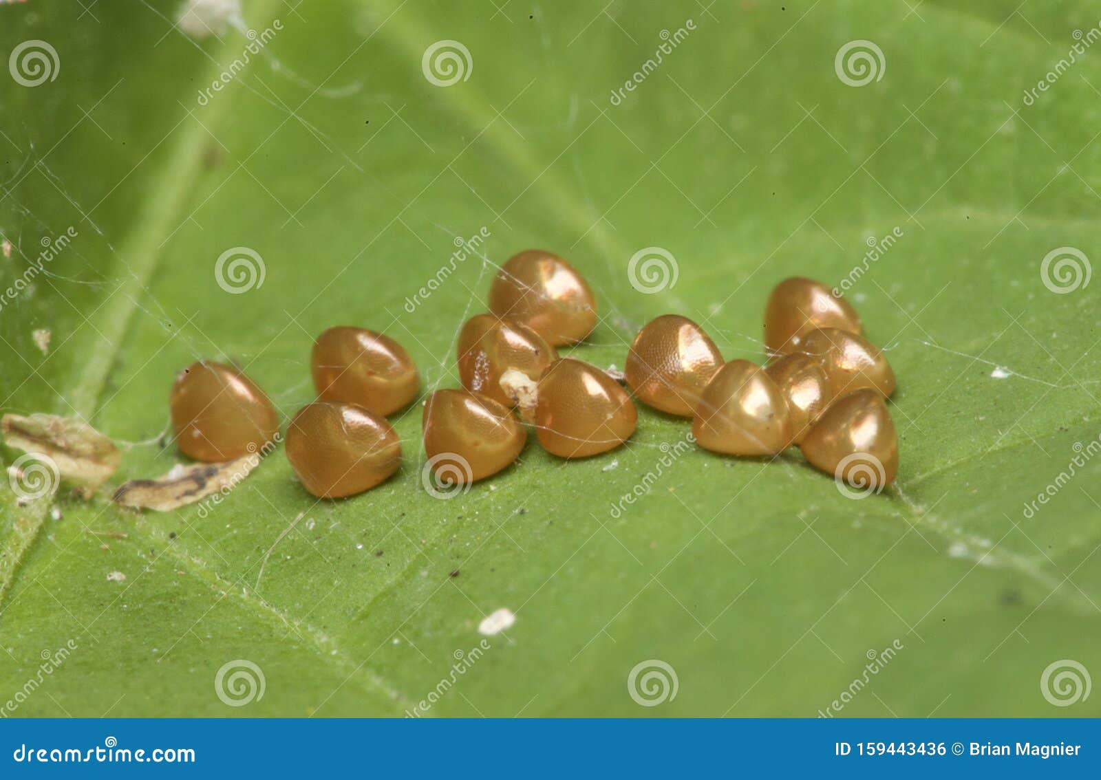 Bug eggs on leaf stock photo. Image of spring, baby - 159443436
