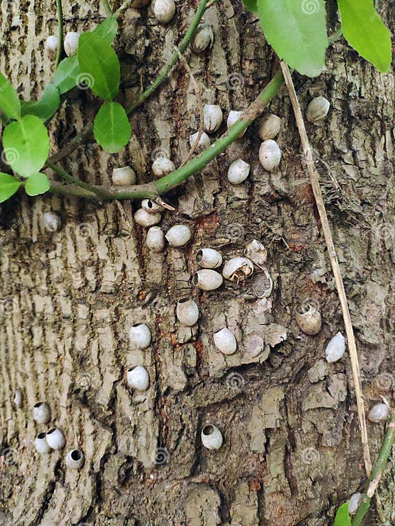 Bug eggs on the tree trunk stock image. Image of light - 190930357