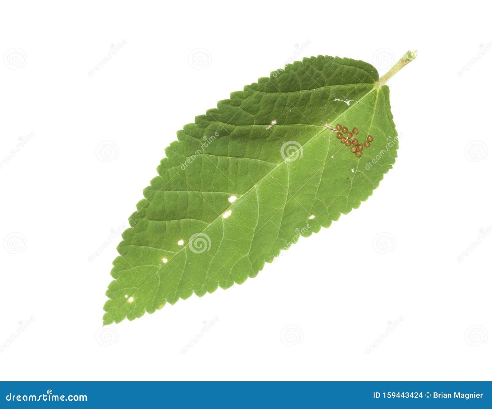 Bug-eieren op blad op wit stock foto. Image of schoon - 159443424 Bug-eieren op blad op wit stock foto. Image of schoon - 159443424