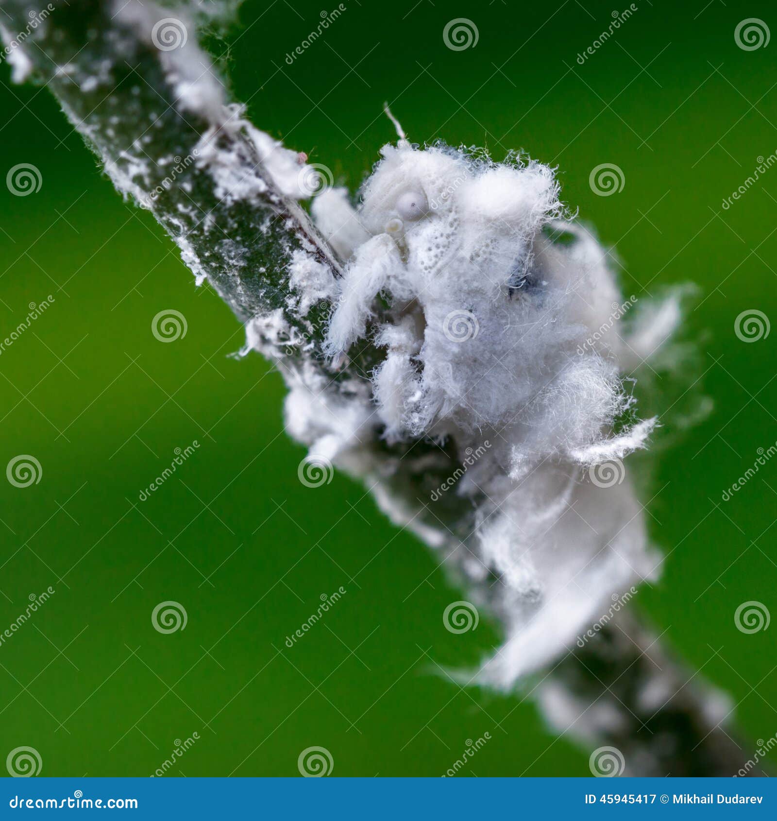 Flatid Leaf Bug Phromnia Rosea On A Tree`s Branch In A Forest Royalty ...