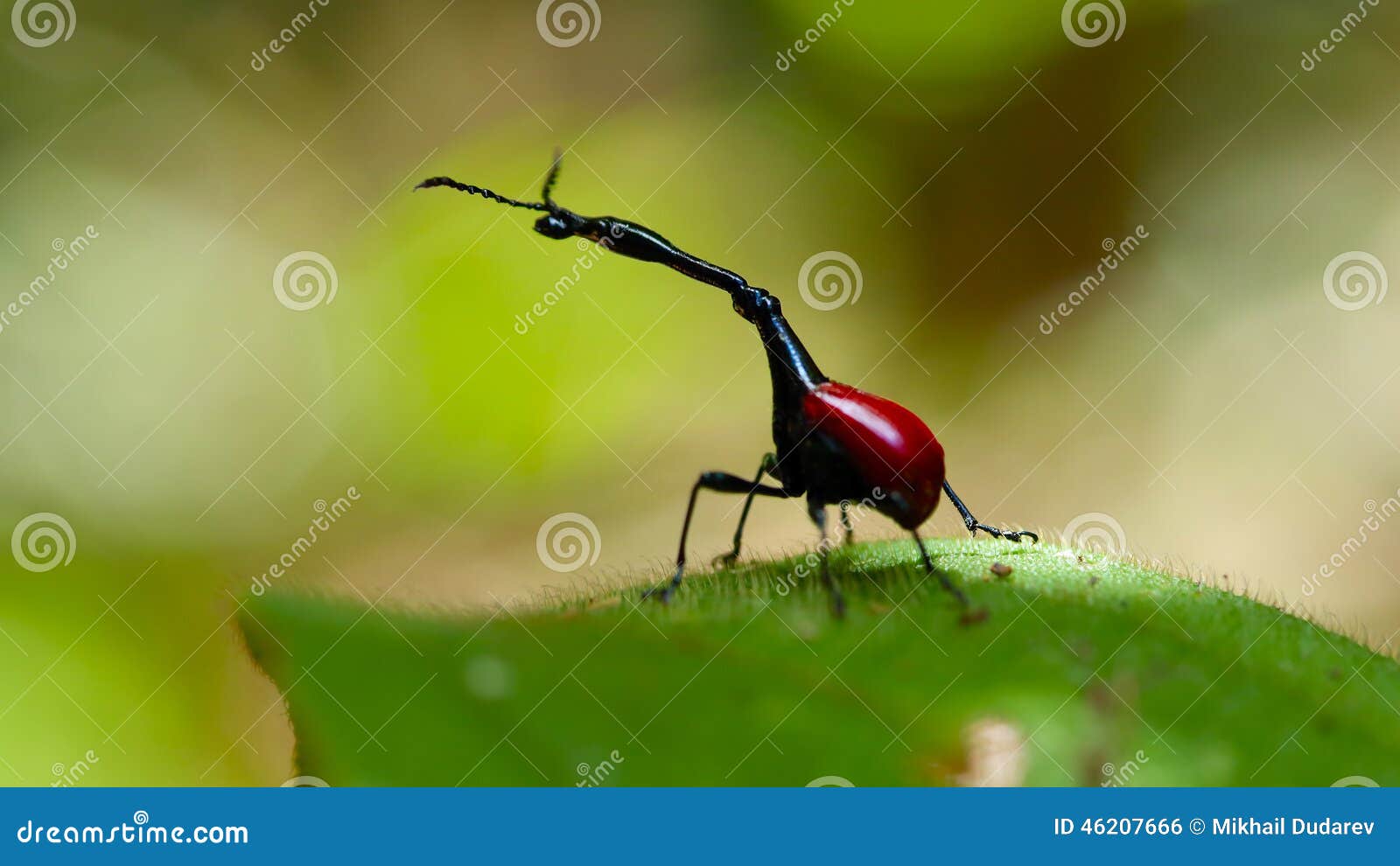 Bug stock photo. Image of attelabidae, joint, coleoptera - 46207666
