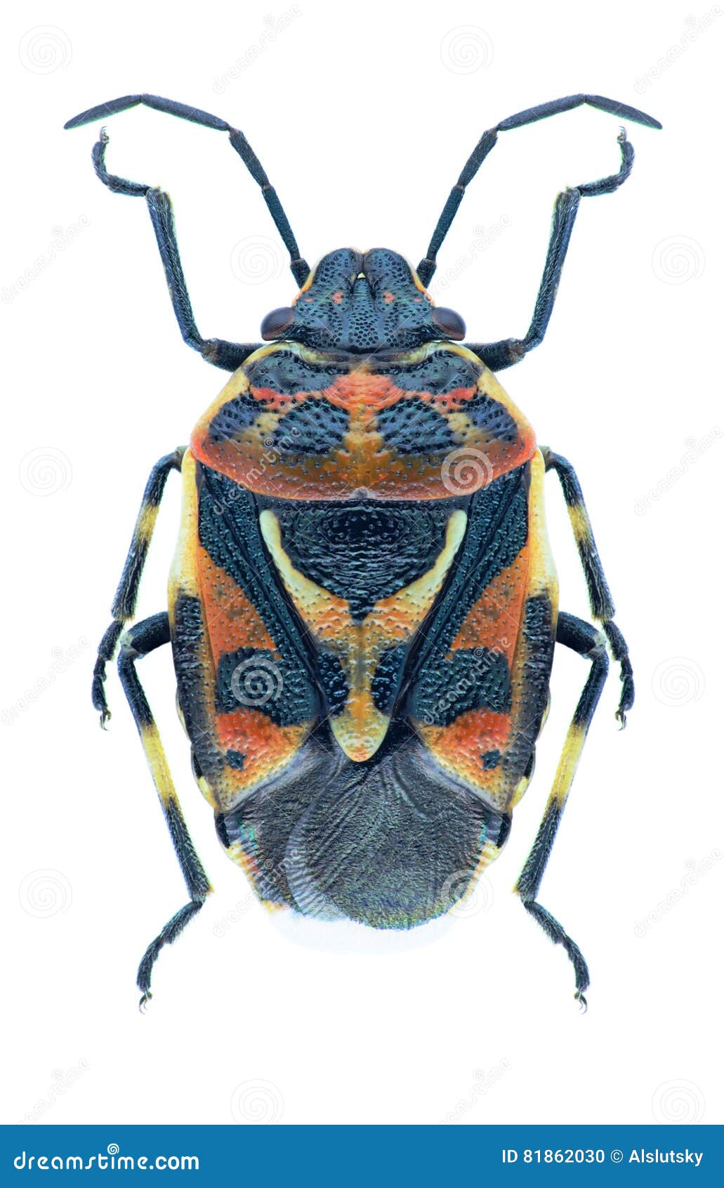 Bug Eurydema ornata stock photo. Image of hemiptera, collection - 81862030