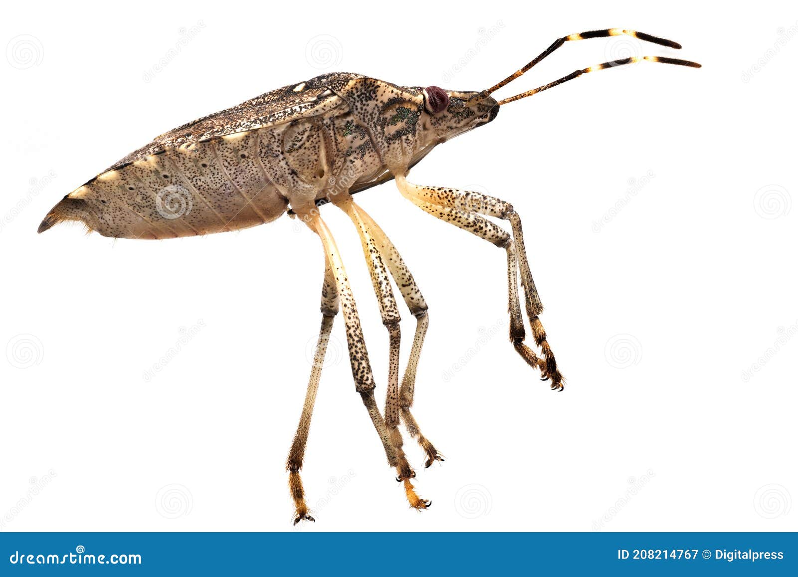 Bug extreme close imagem de stock. Imagem de inseto - 208214767