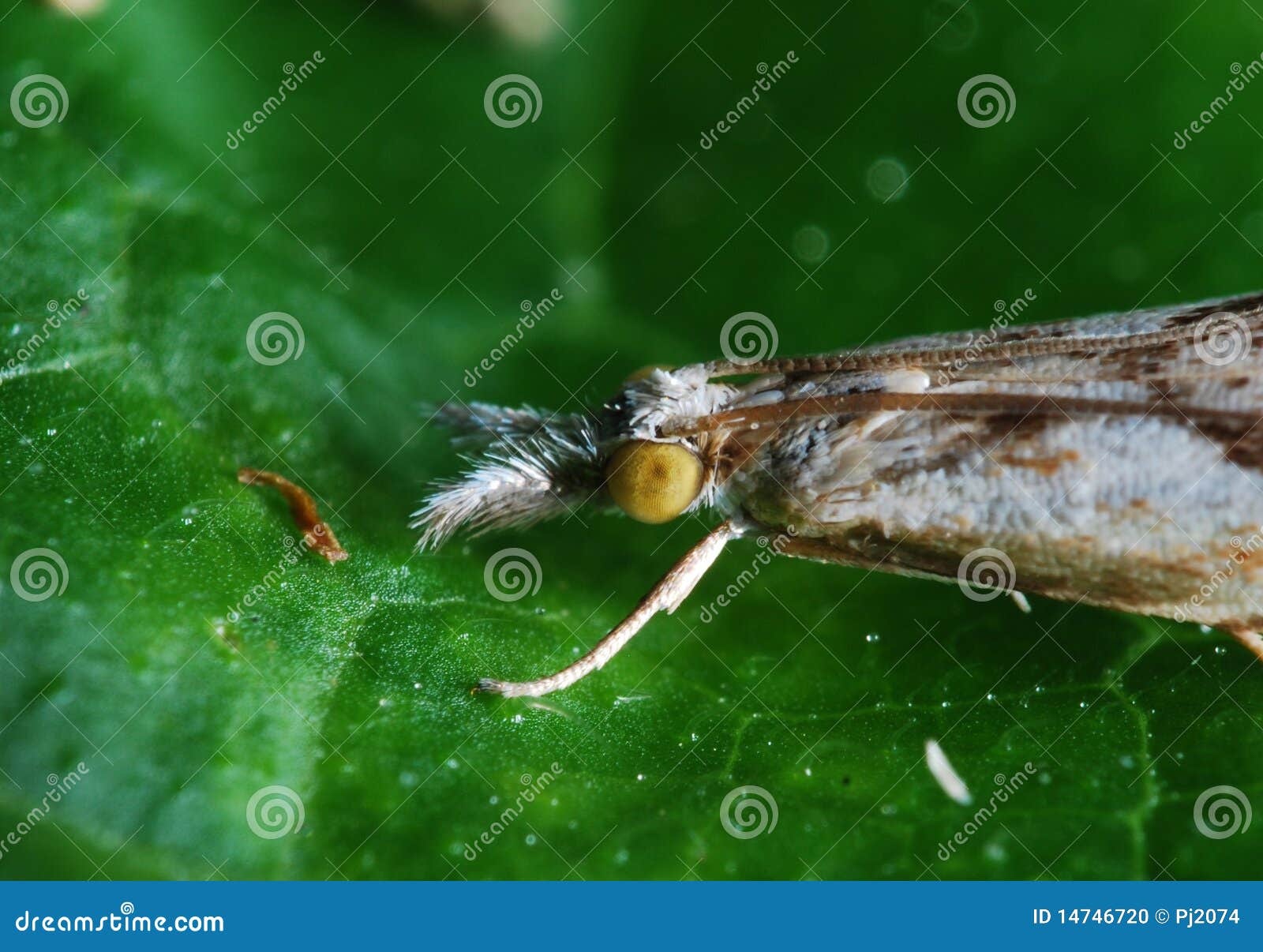 Bug Eye stock photo. Image of insect, wildlife, macro - 14746720