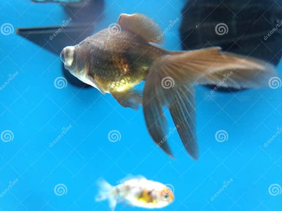 Bug eye fish stock photo. Image of aquarium, pretty, fish - 94031206