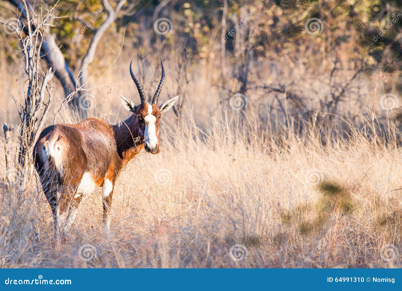 Bug-eyed Blesbuck stock photo. Image of south, mammal - 64991310