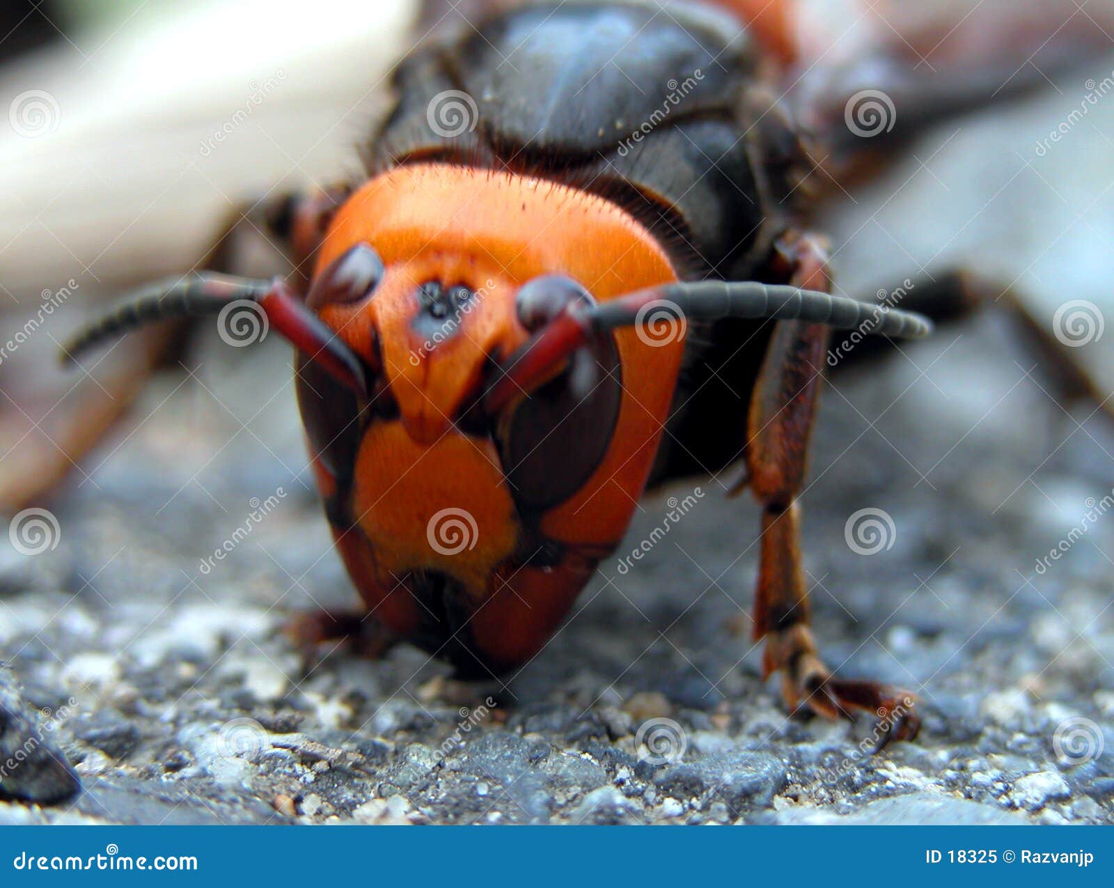Bug face stock image. Image of bugs, wildlife, nature, outdoor - 18325