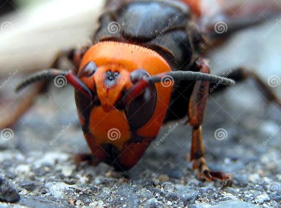 Bug face stock image. Image of bugs, wildlife, nature, outdoor - 18325