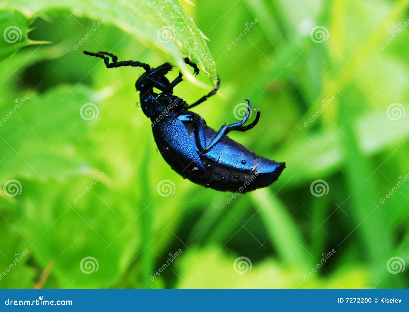 Bug falling stock photo. Image of nature, insect, accident - 7272200