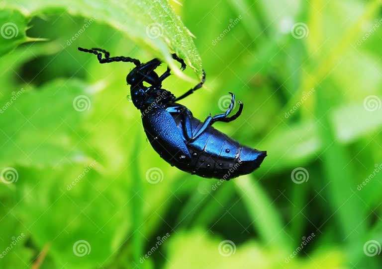 Bug falling stock photo. Image of nature, insect, accident - 7272200