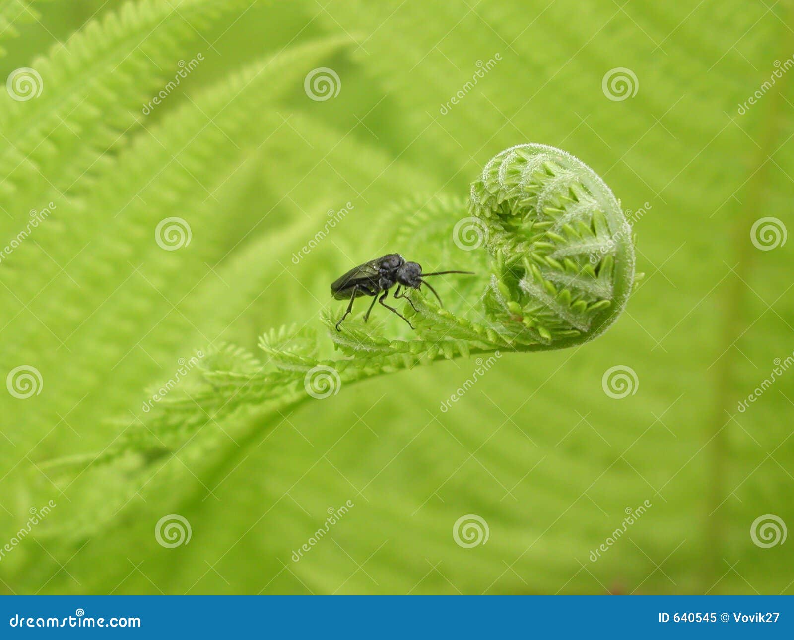 Bug On The Fern Picture. Image: 640545