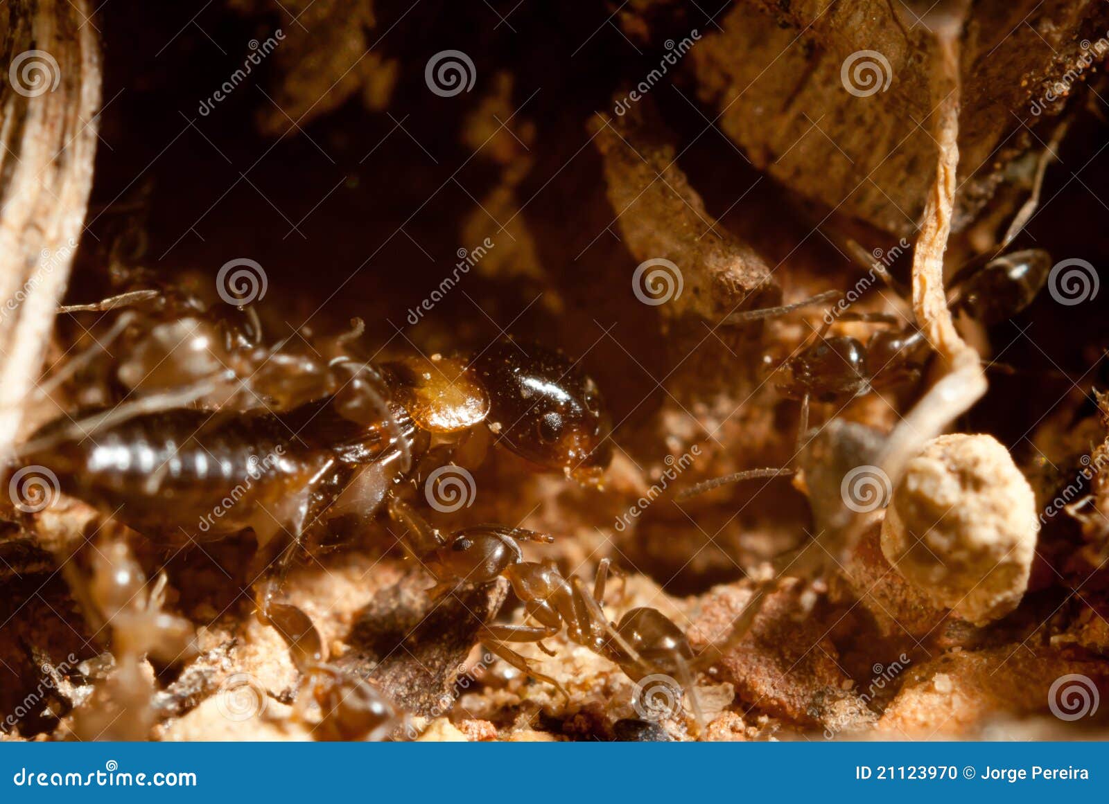 Bug fight stock photo. Image of anthens, earth, nature - 21123970