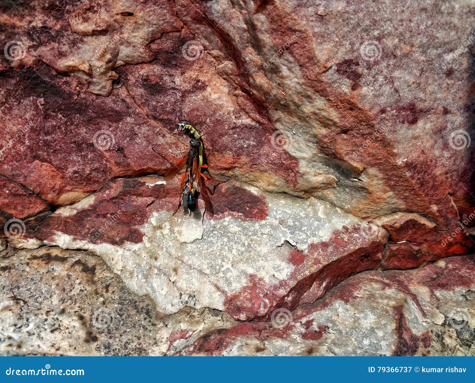 Bug fight. stock image. Image of fighting, fight, bugs - 79366737