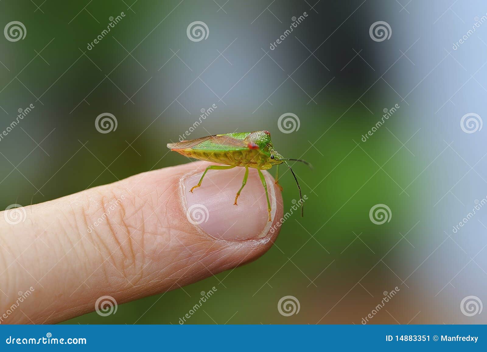 Bug on the finger stock image. Image of insect, animal - 14883351
