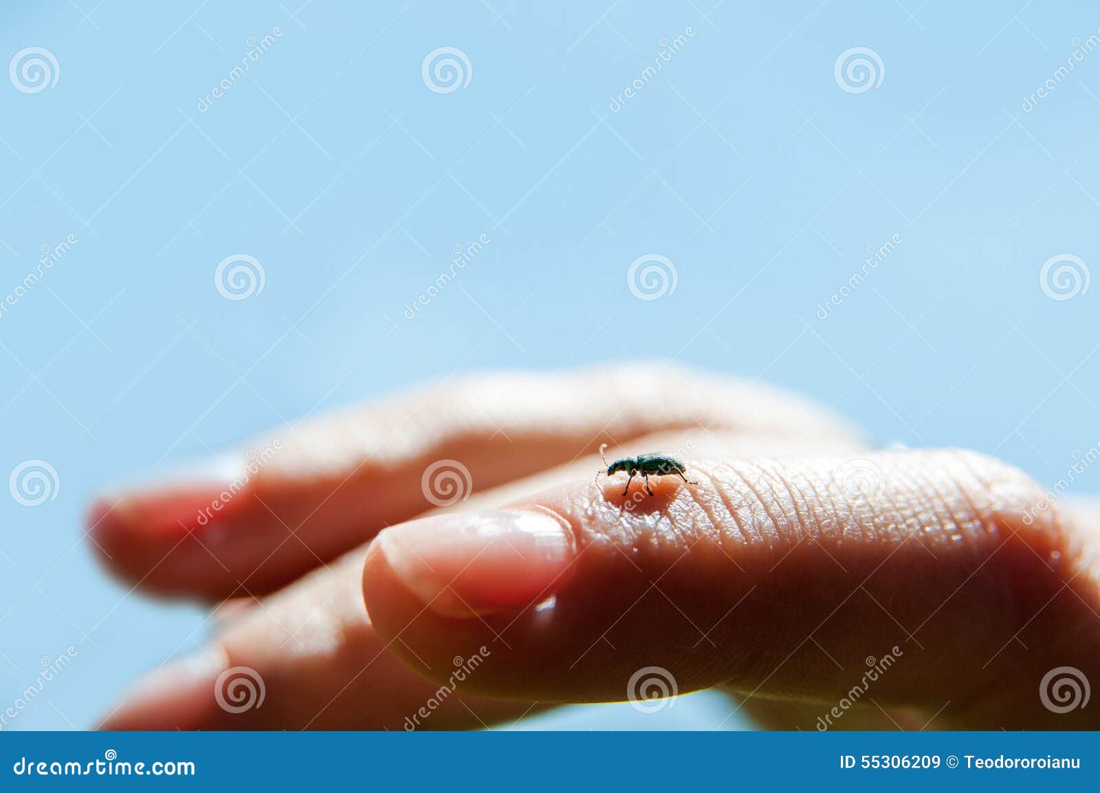 Bug on a finger stock image. Image of macro, small, bark - 55306209