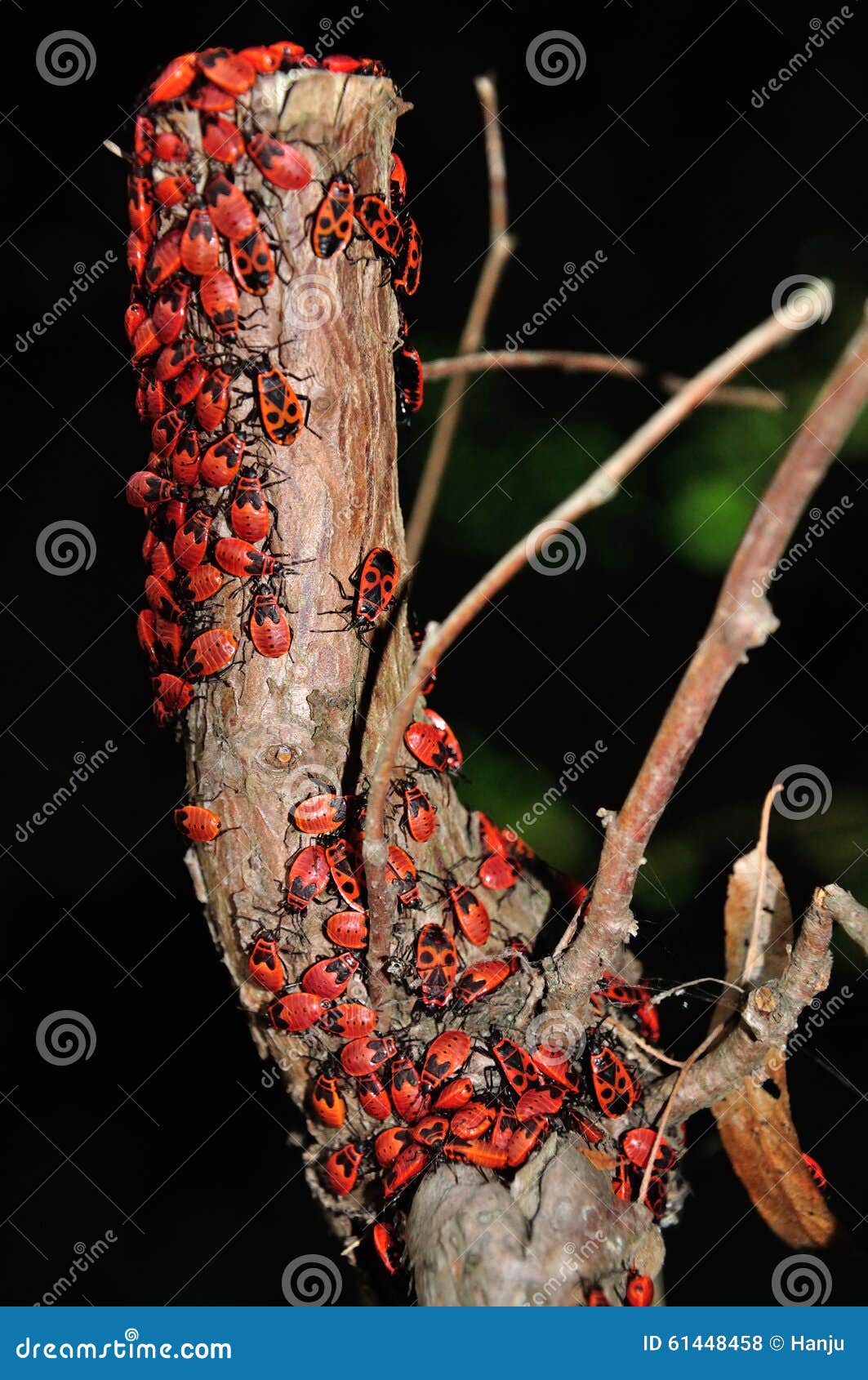 Bug stock photo. Image of heteroptera, animal, bright - 61448458