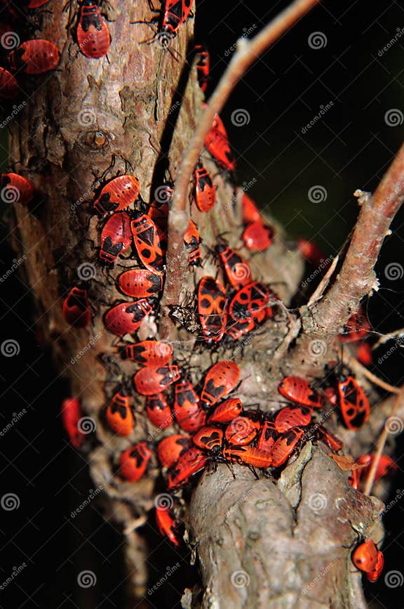 Bug stock photo. Image of small, insect, crawling, pyrrhocoridae - 61448618