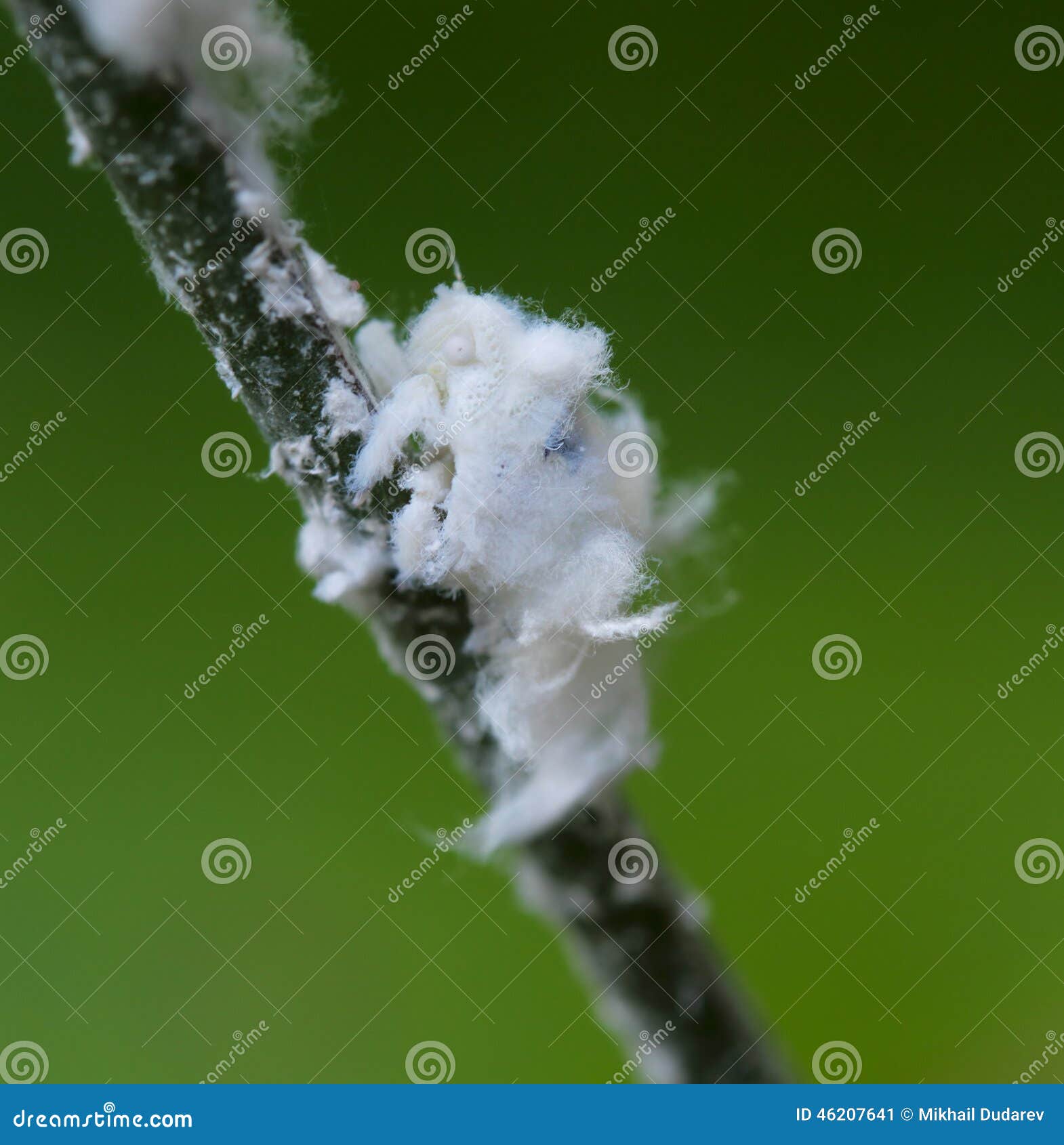 Flatid Leaf Bug Phromnia Rosea On A Tree`s Branch In A Forest Royalty ...