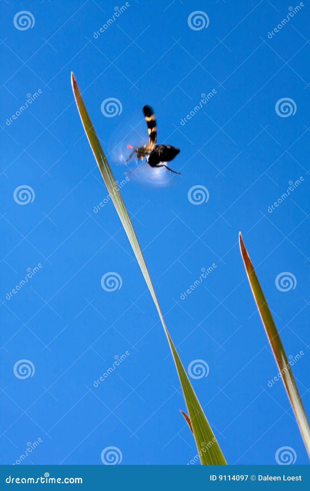 Bug in flight stock image. Image of blur, black, yellow - 9114097