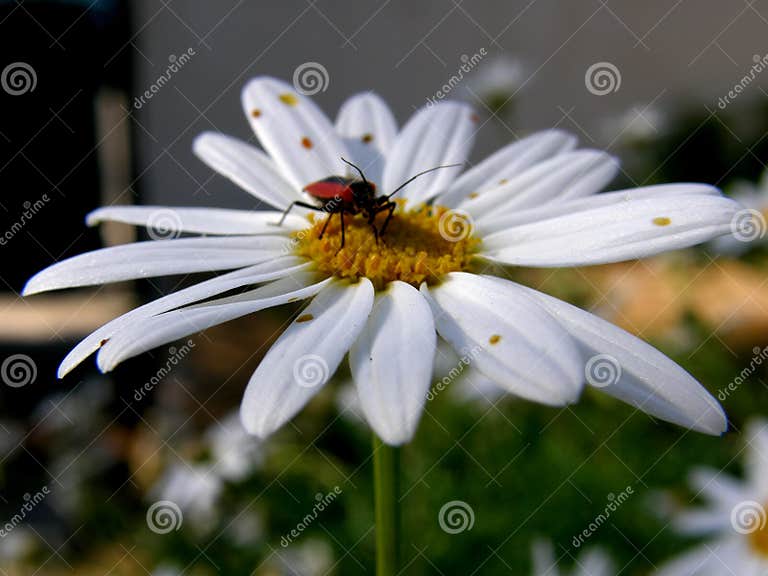 Bug on flower stock image. Image of white, grow, nature - 199279545