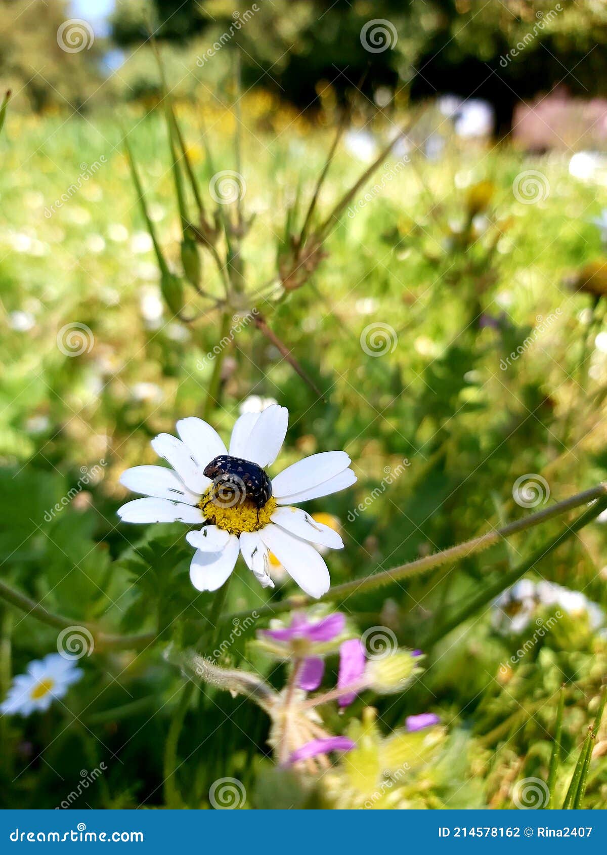 Bug on flower stock photo. Image of white, blossom, flower - 214578162