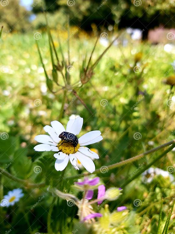 Bug on flower stock photo. Image of white, blossom, flower - 214578162