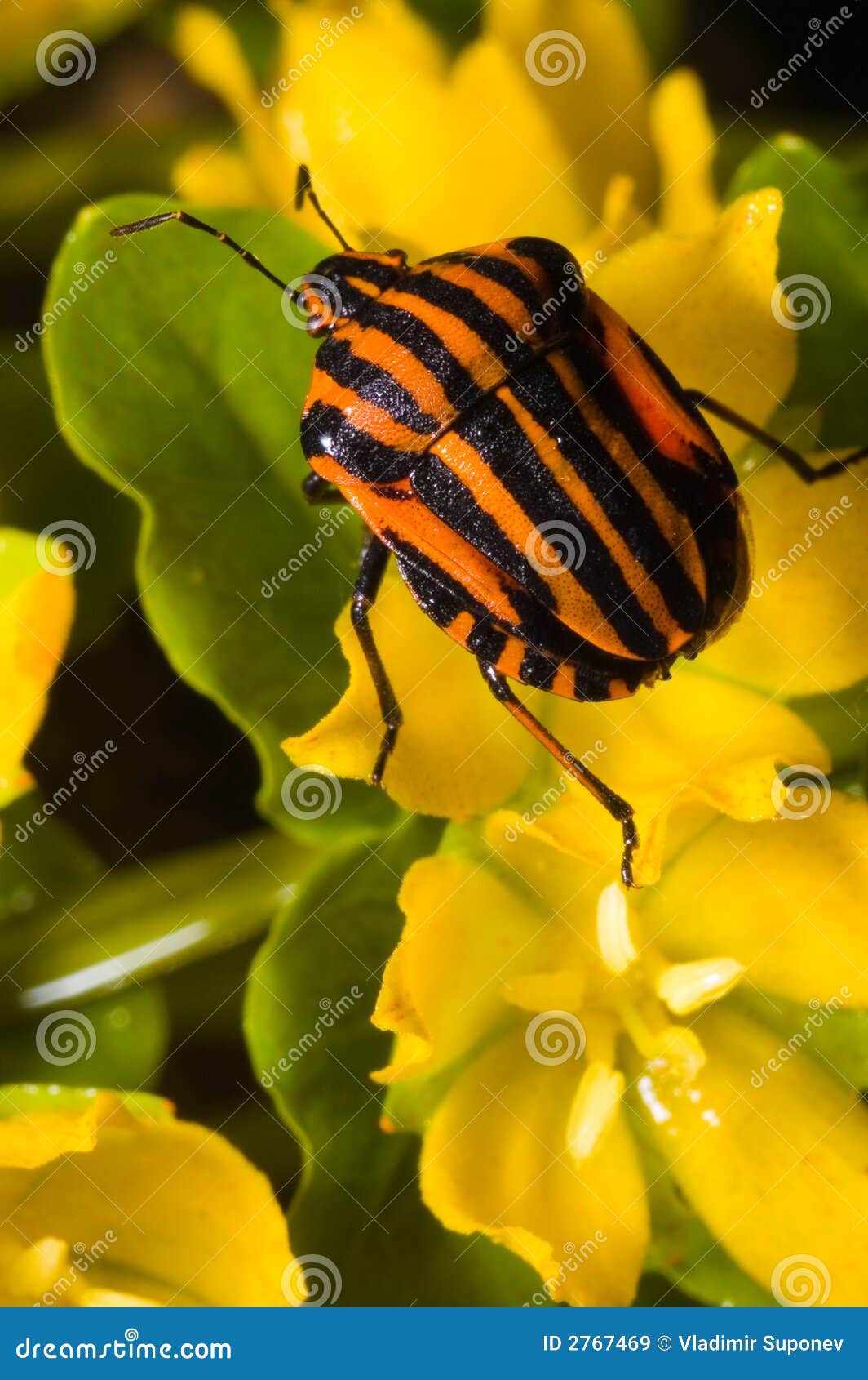 Bug on a flower stock image. Image of green, moving, small - 2767469