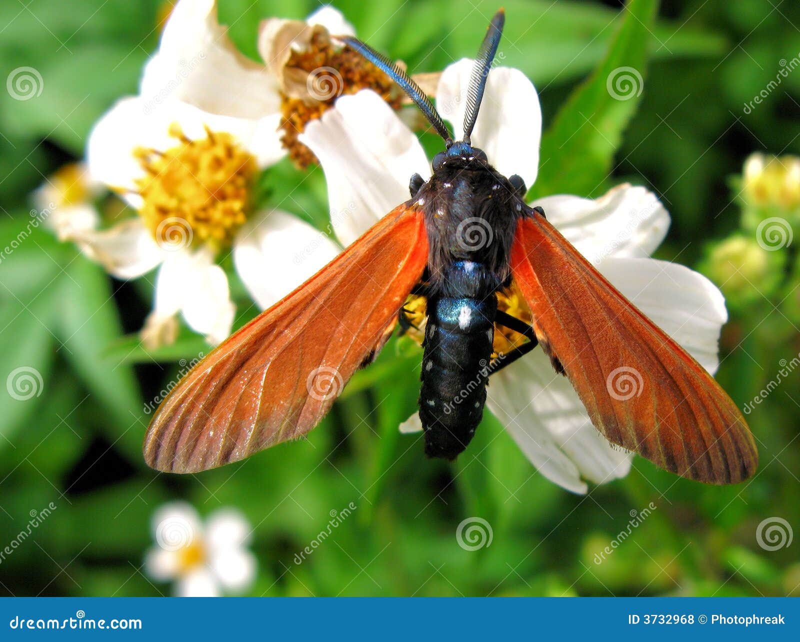 Bug on a flower stock photo. Image of blossom, insect - 3732968