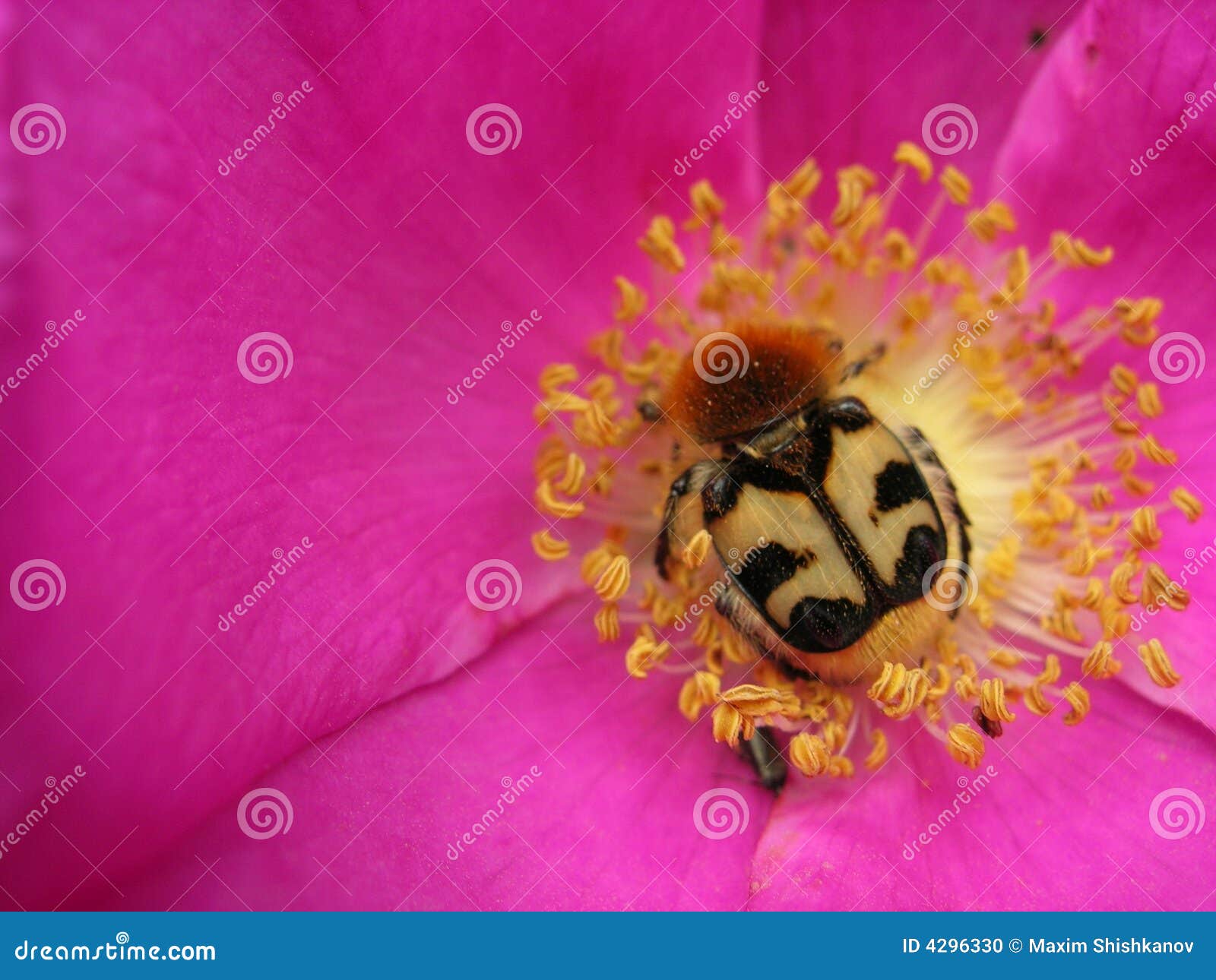 Bug on flower stock photo. Image of white, petals, nature - 4296330