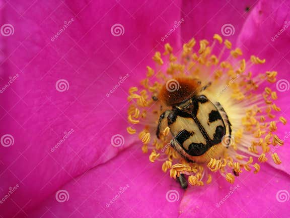 Bug on flower stock photo. Image of white, petals, nature - 4296330