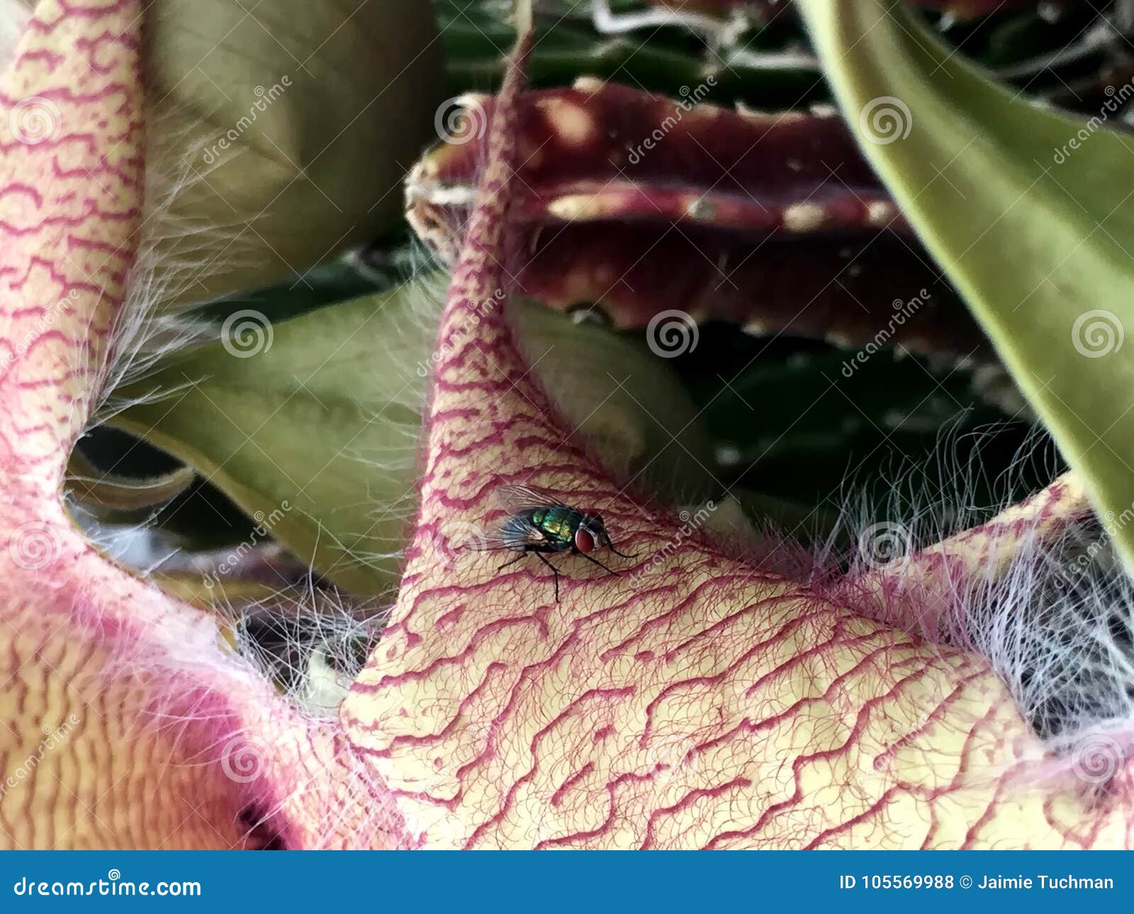 Bug on a flower stock photo. Image of detail, grandiflora - 105569988