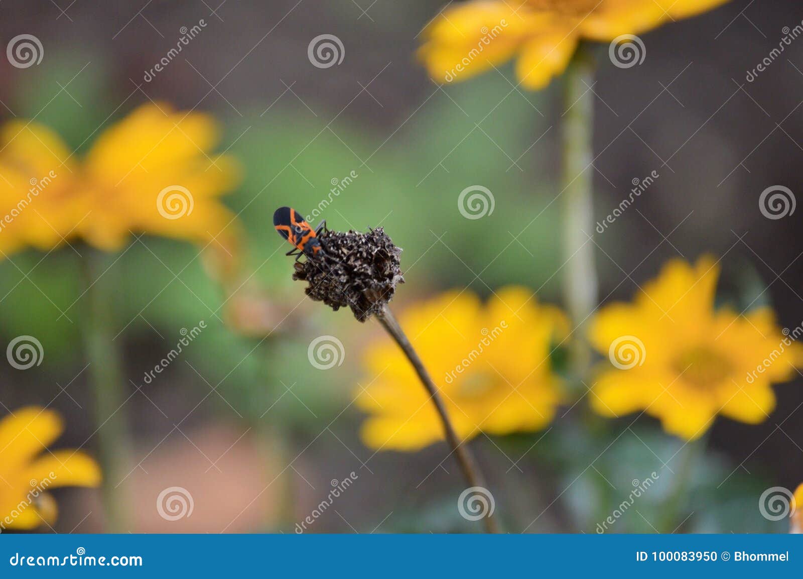 Bug on a flower stock photo. Image of insect, flower - 100083950